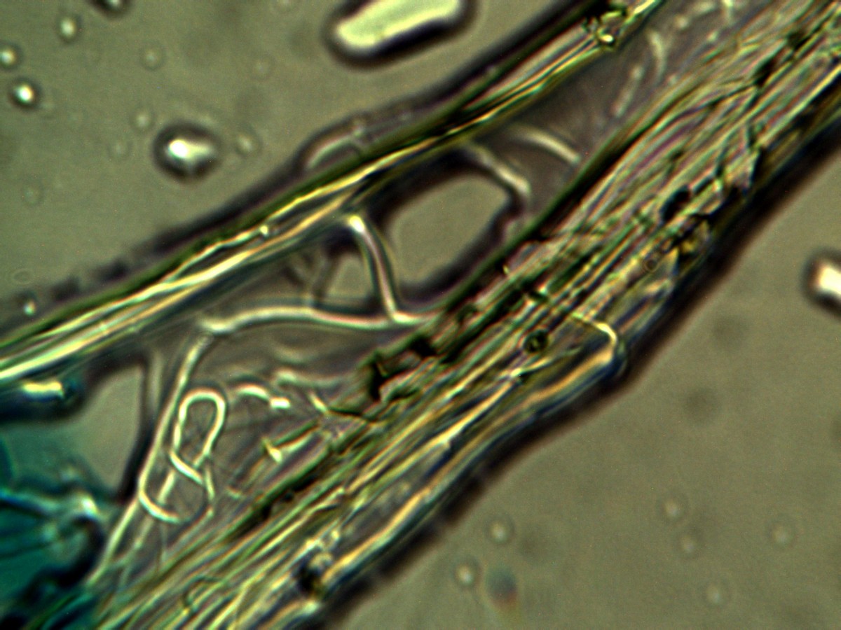 Environmental Filament Project : An Introduction – Carnicom Institute